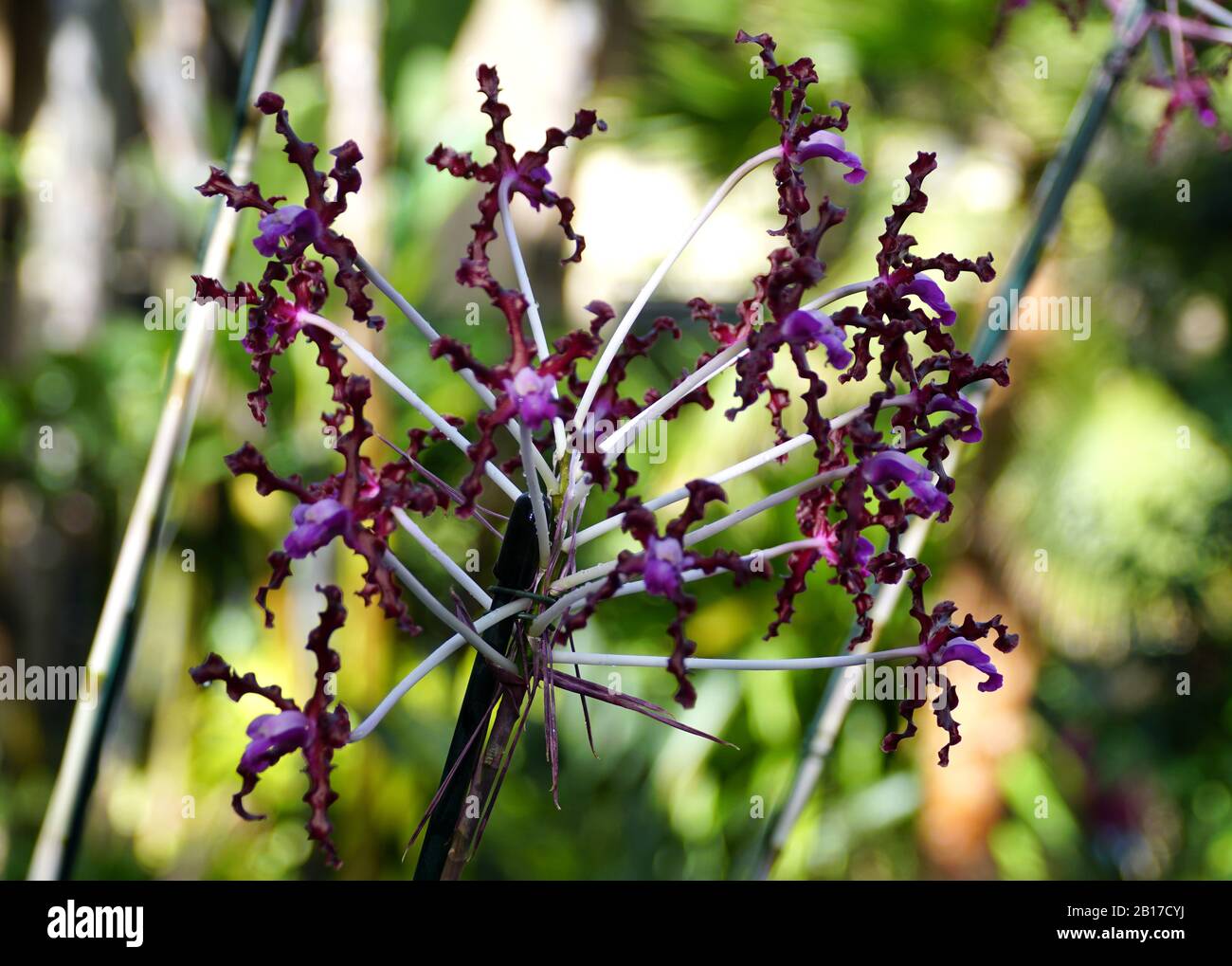 Beautiful clusters of purple Laelia Undulata tall orchid flowers Stock ...