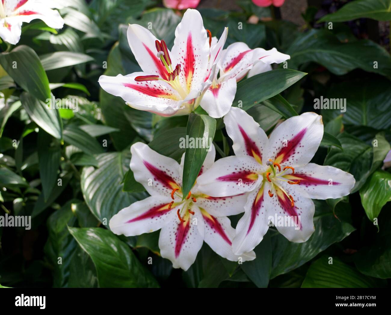 Beautiful white and pink Oriental Hybrid lily 'Big Smile' Stock Photo ...