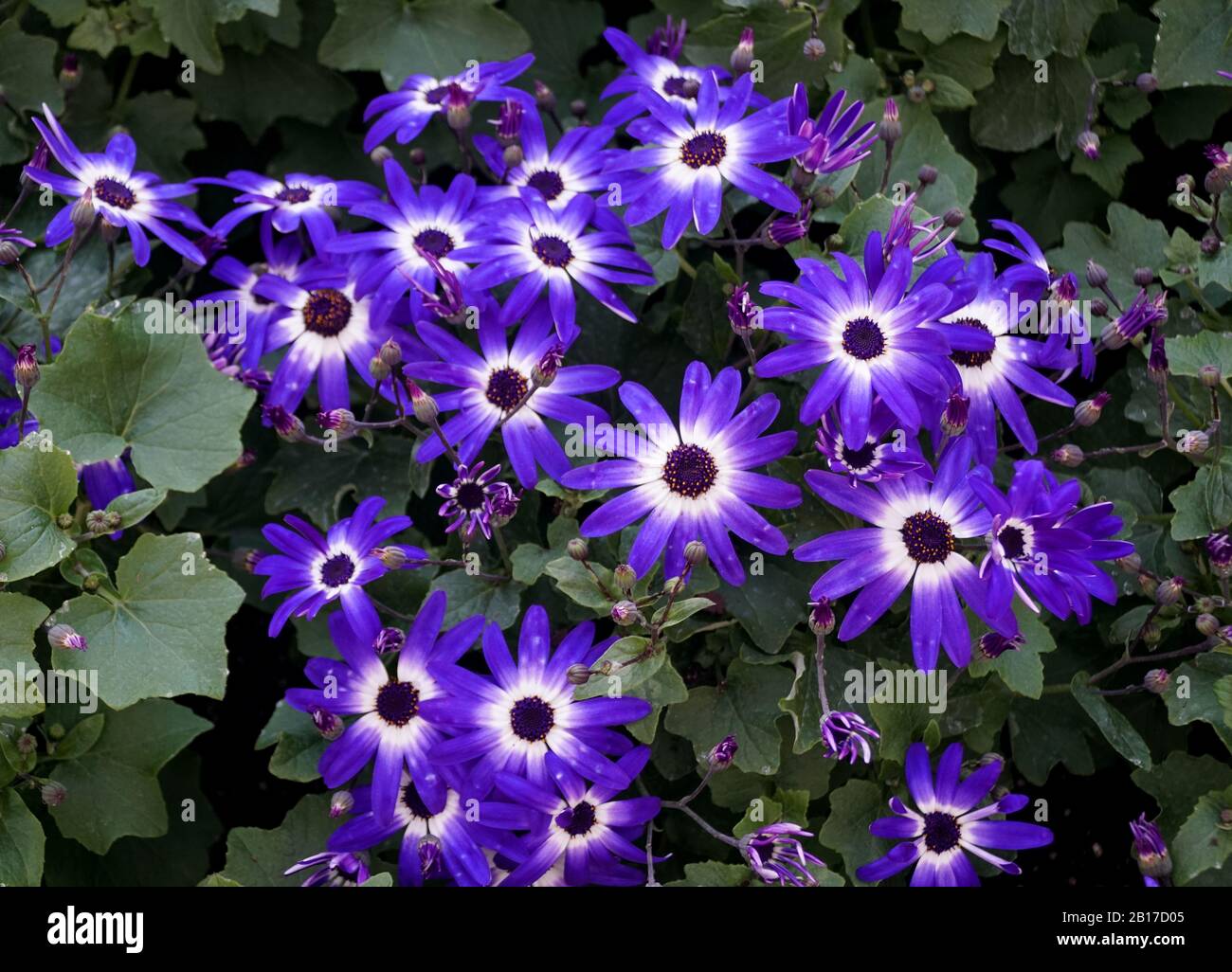 Purple pericallis hi-res stock photography and images - Alamy