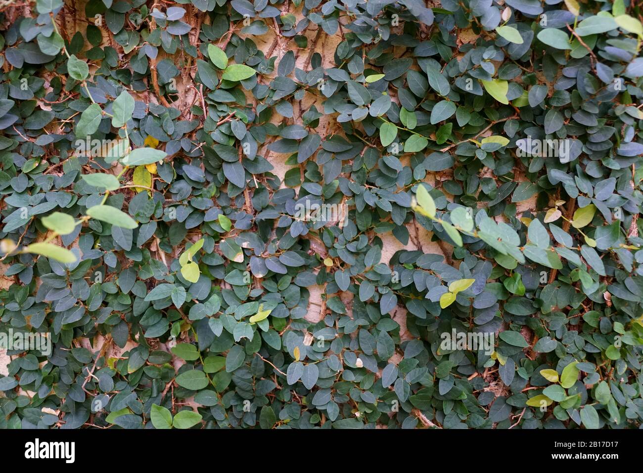 Creeping fig hi-res stock photography and images - Alamy