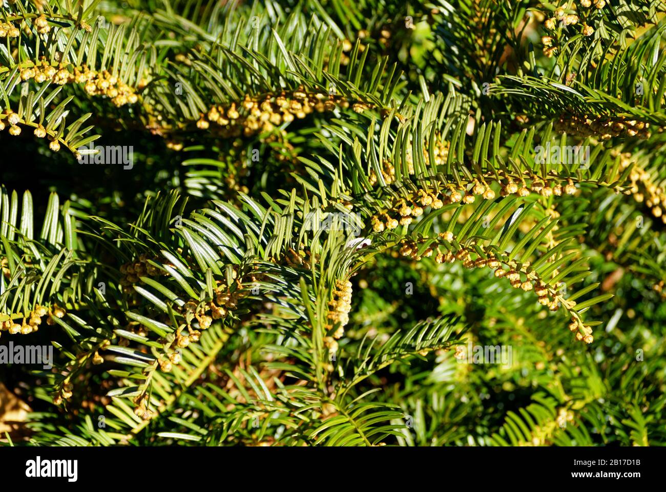 Prostrate Japanese Plum Yew perennial plant for ground cover Stock ...