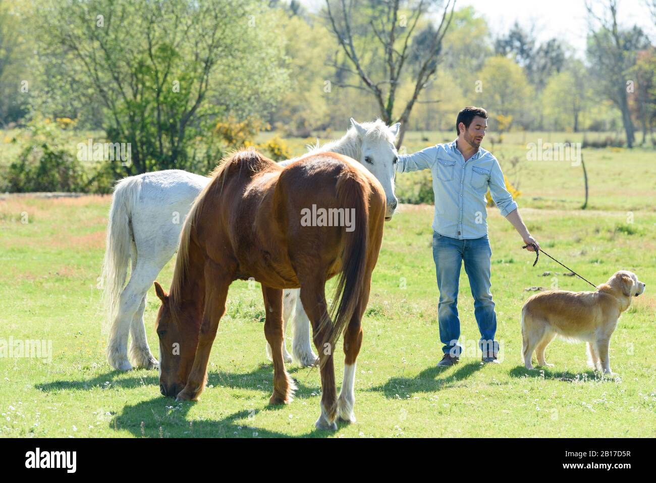 portrait of man with horses Stock Photo - Alamy