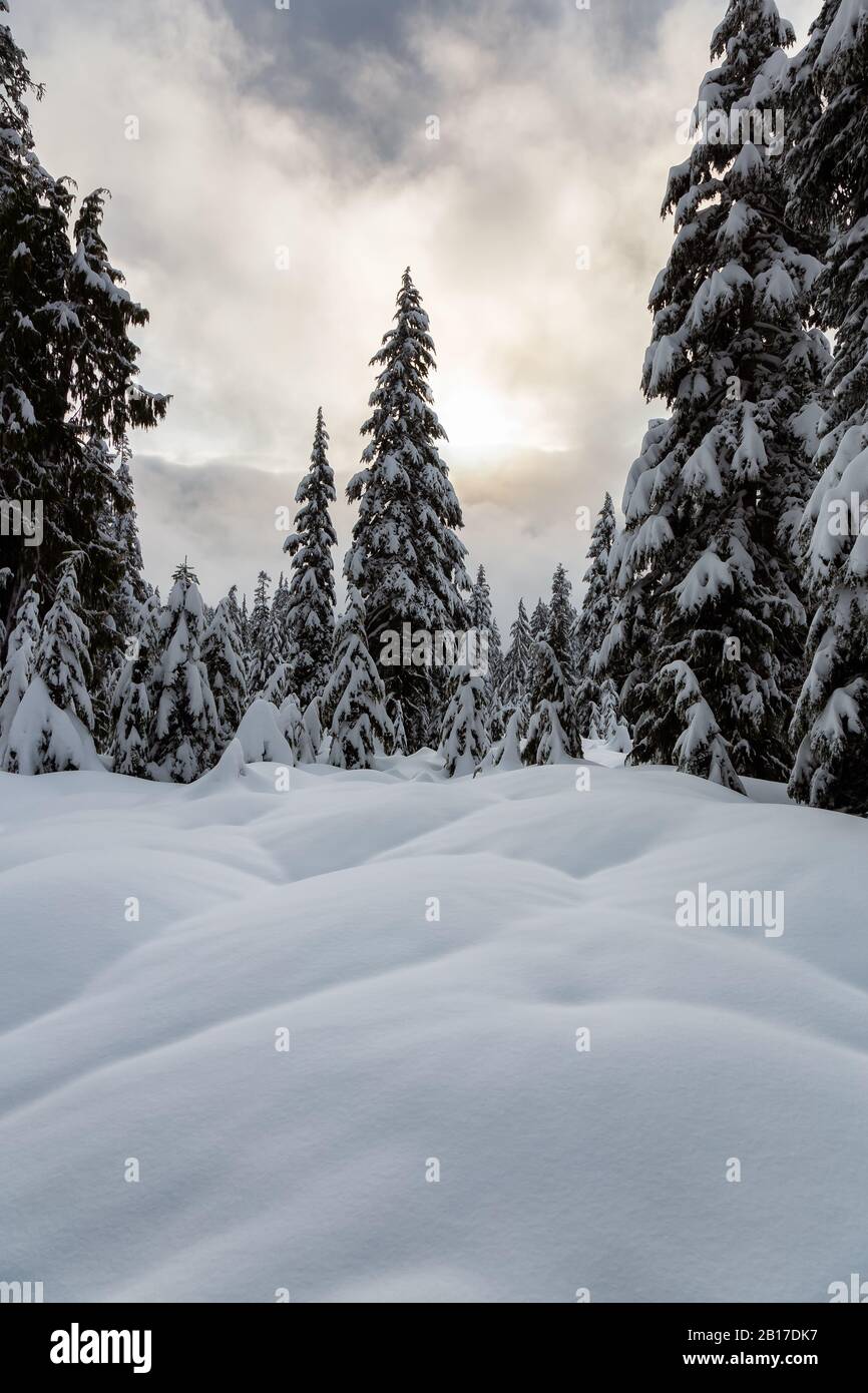 Canadian Nature Landscape covered in fresh white Snow during winter ...