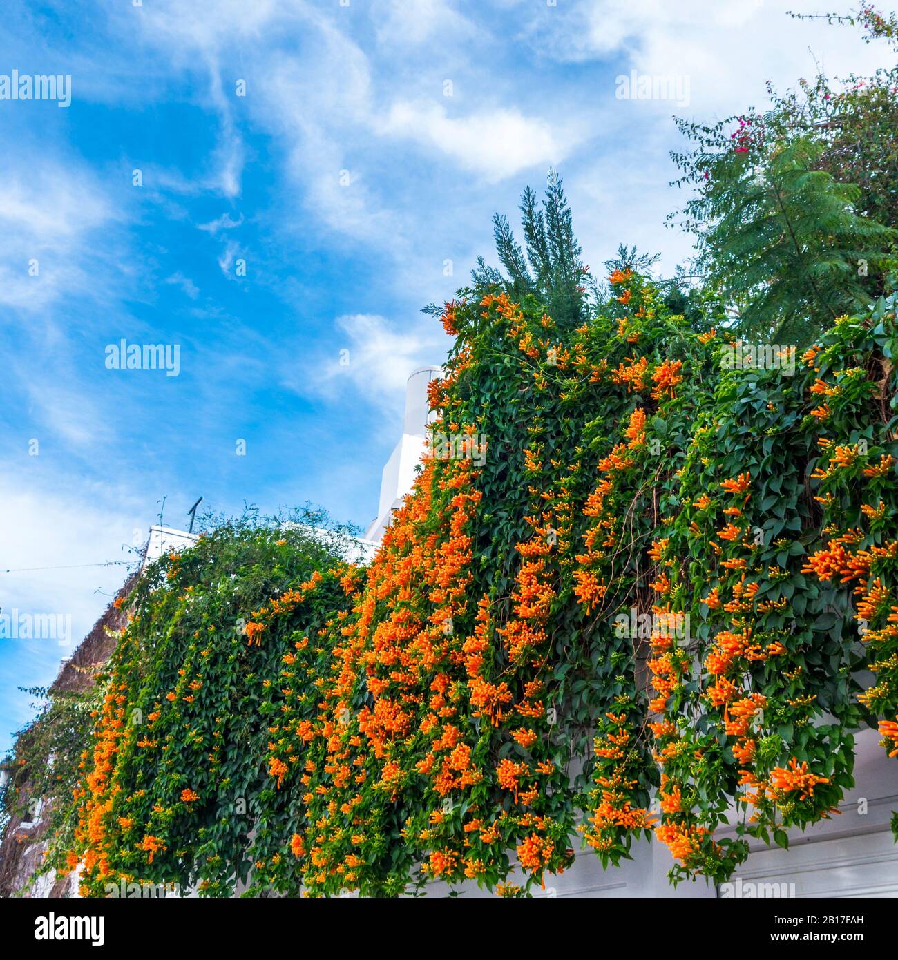 Balconies and gardens of potted plants hi-res stock photography and ...