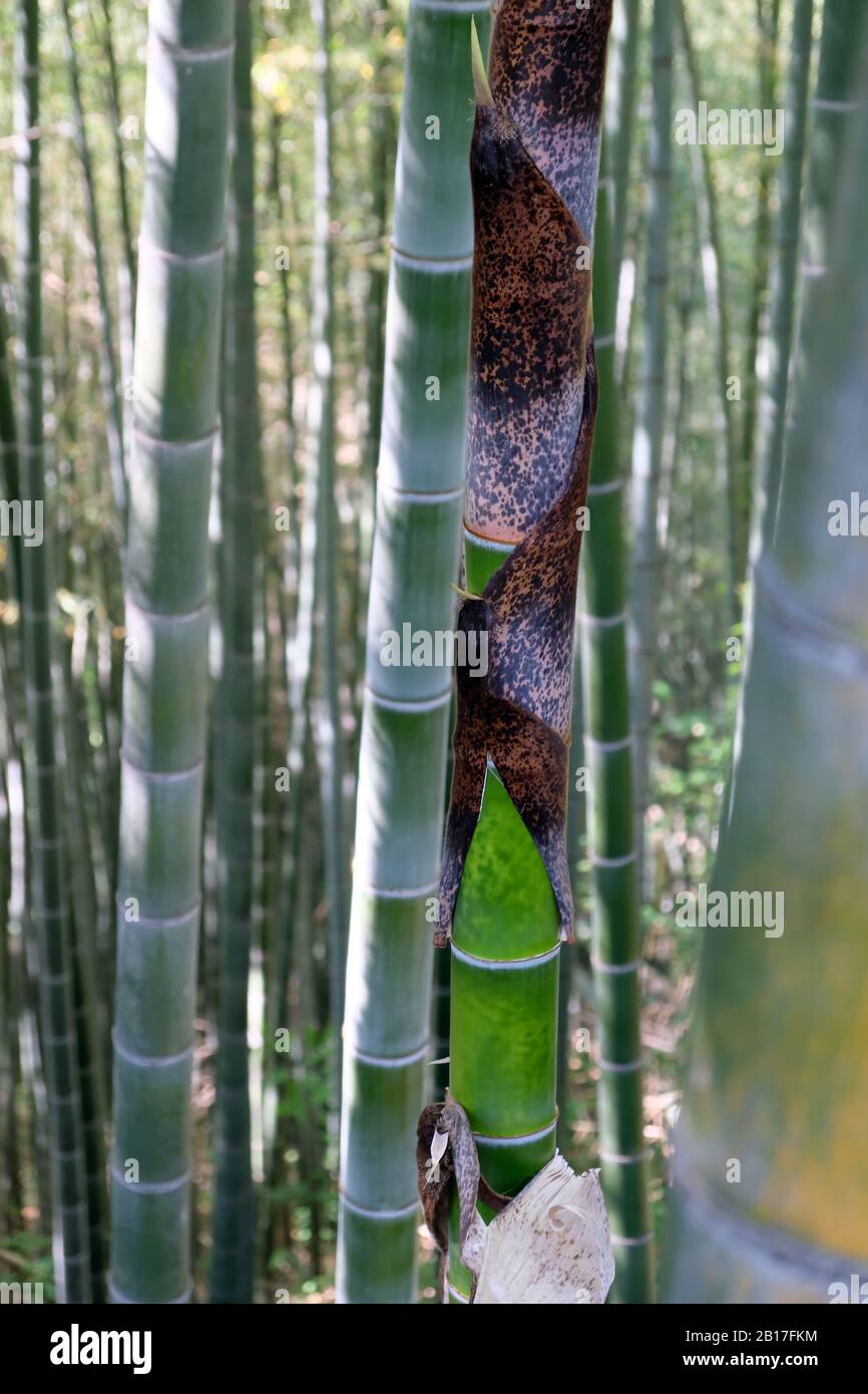 Slithers hi-res stock photography and images - Alamy