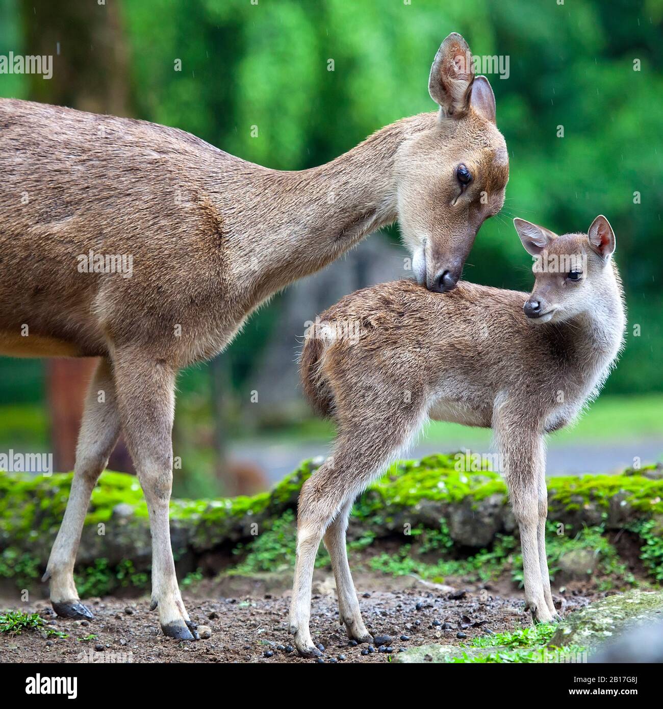 A Doe and fawn in the rain with the mother showing tender care for her ...