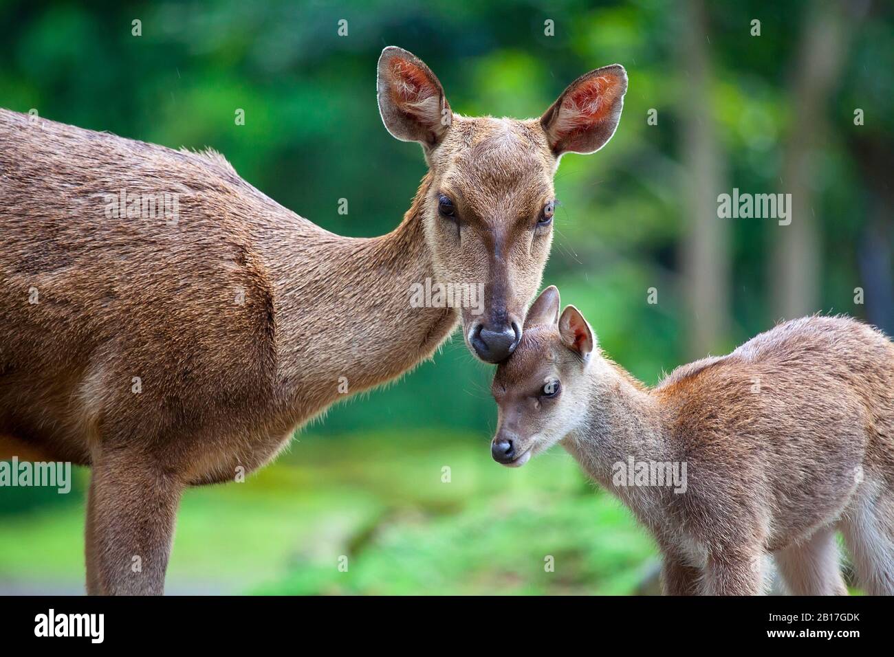 A Doe and fawn in the rain with the mother showing tender care for her ...