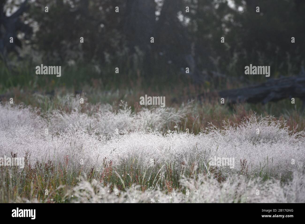 Early morning dew hangs hi-res stock photography and images - Alamy