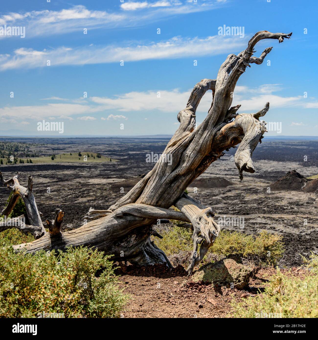 Gnarly branch hi-res stock photography and images - Alamy
