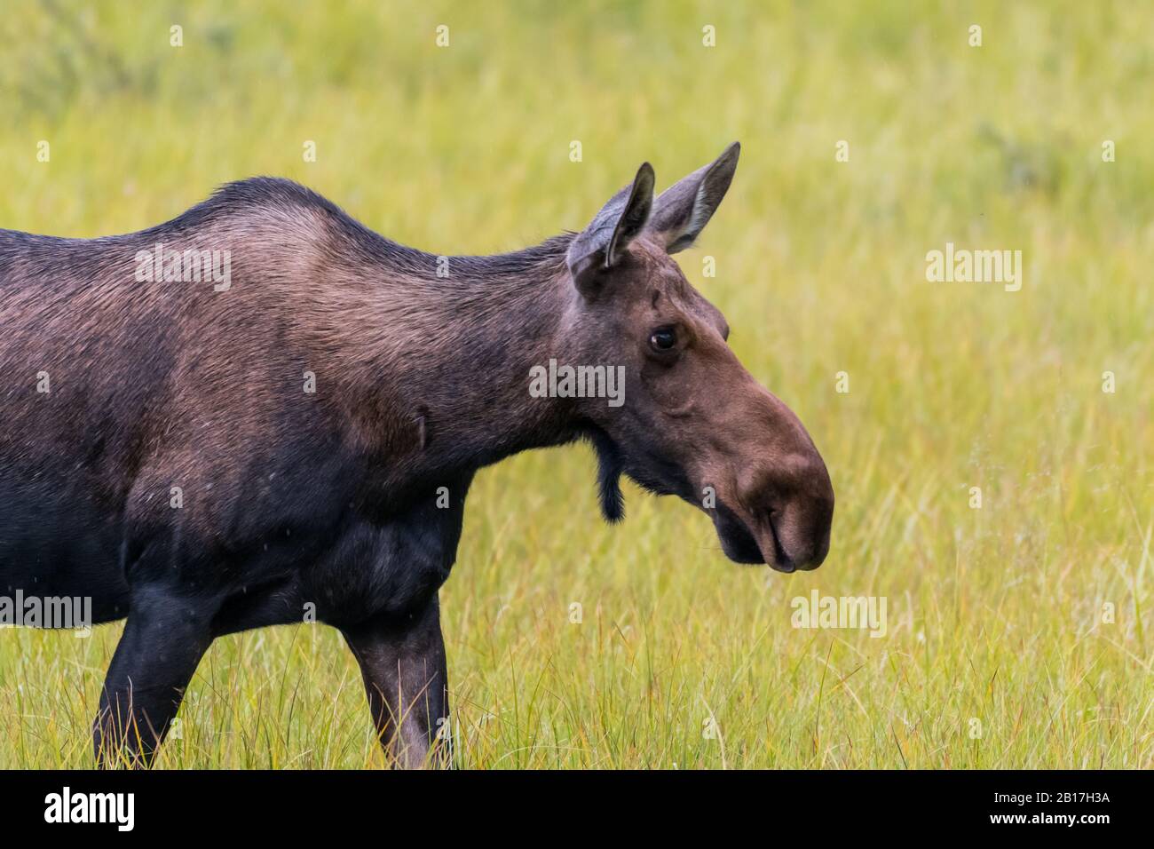 Moose cow in the field hi-res stock photography and images - Alamy