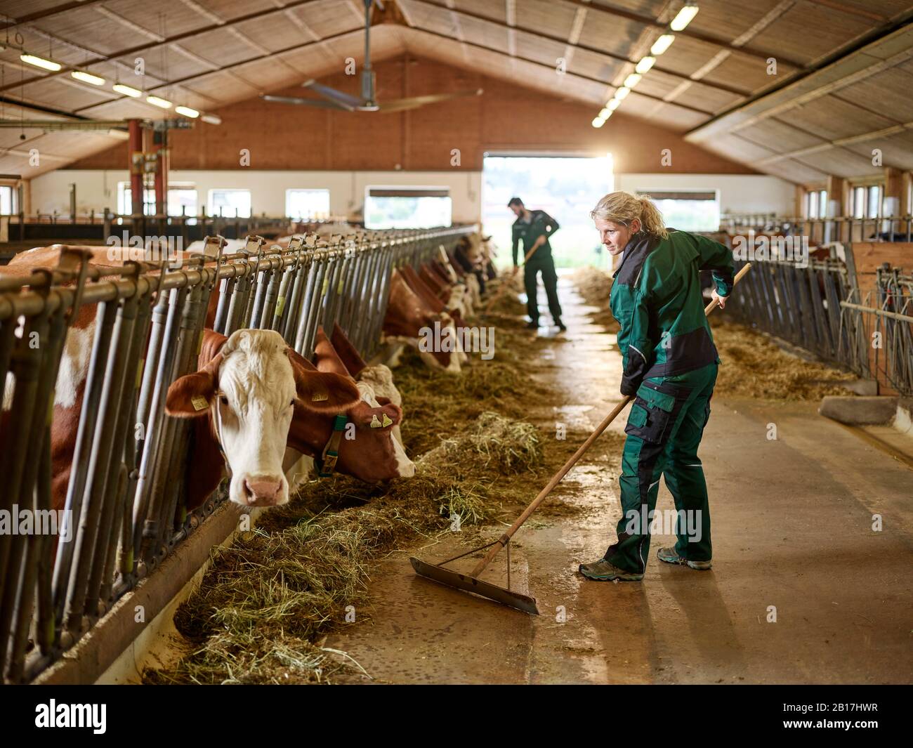 Mature woman with cow on farm hi-res stock photography and images - Alamy