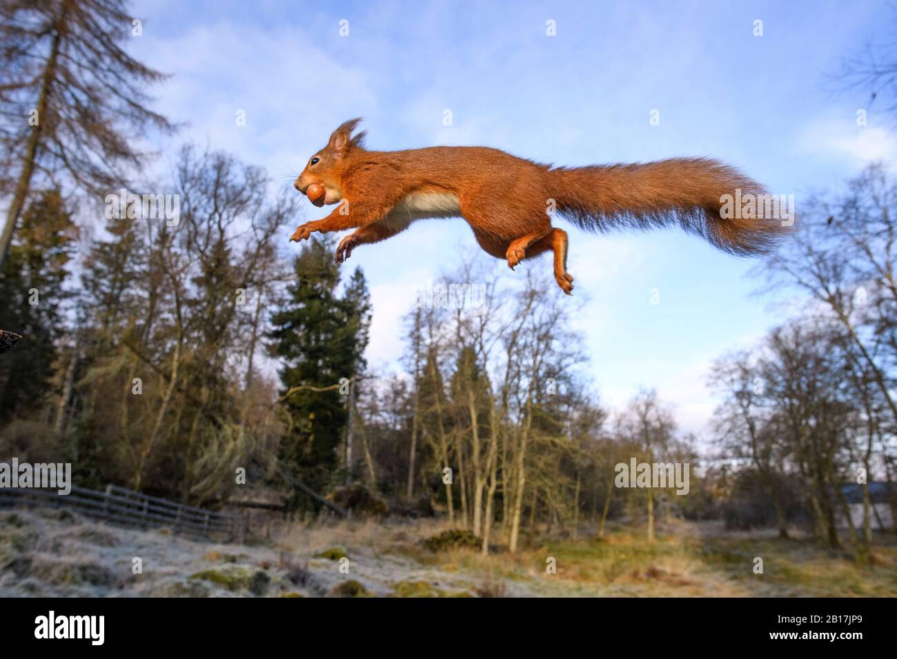 UK, Scotland, Eurasian red squirrel (Sciurus vulgaris) mid-jump Stock ...