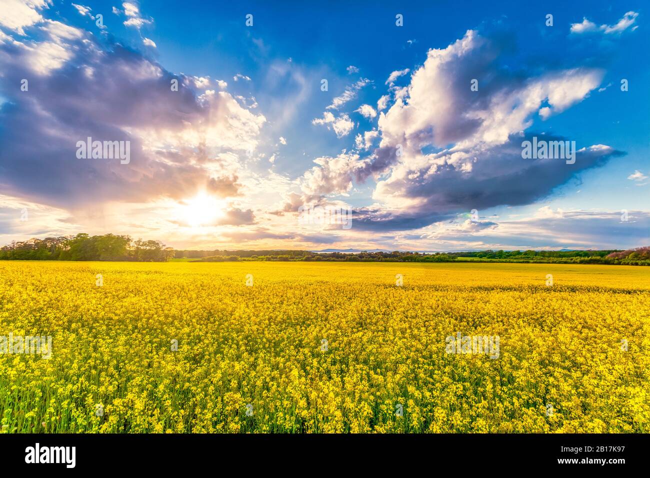 Scotland, East Lothian, field of Rapeseed (Brassica napus Stock Photo ...