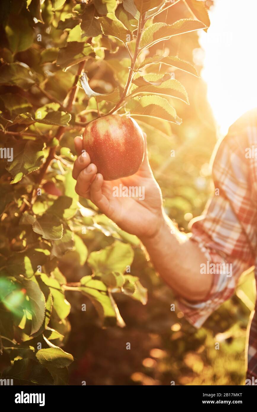 Hand plucking apple from a tree Stock Photo - Alamy