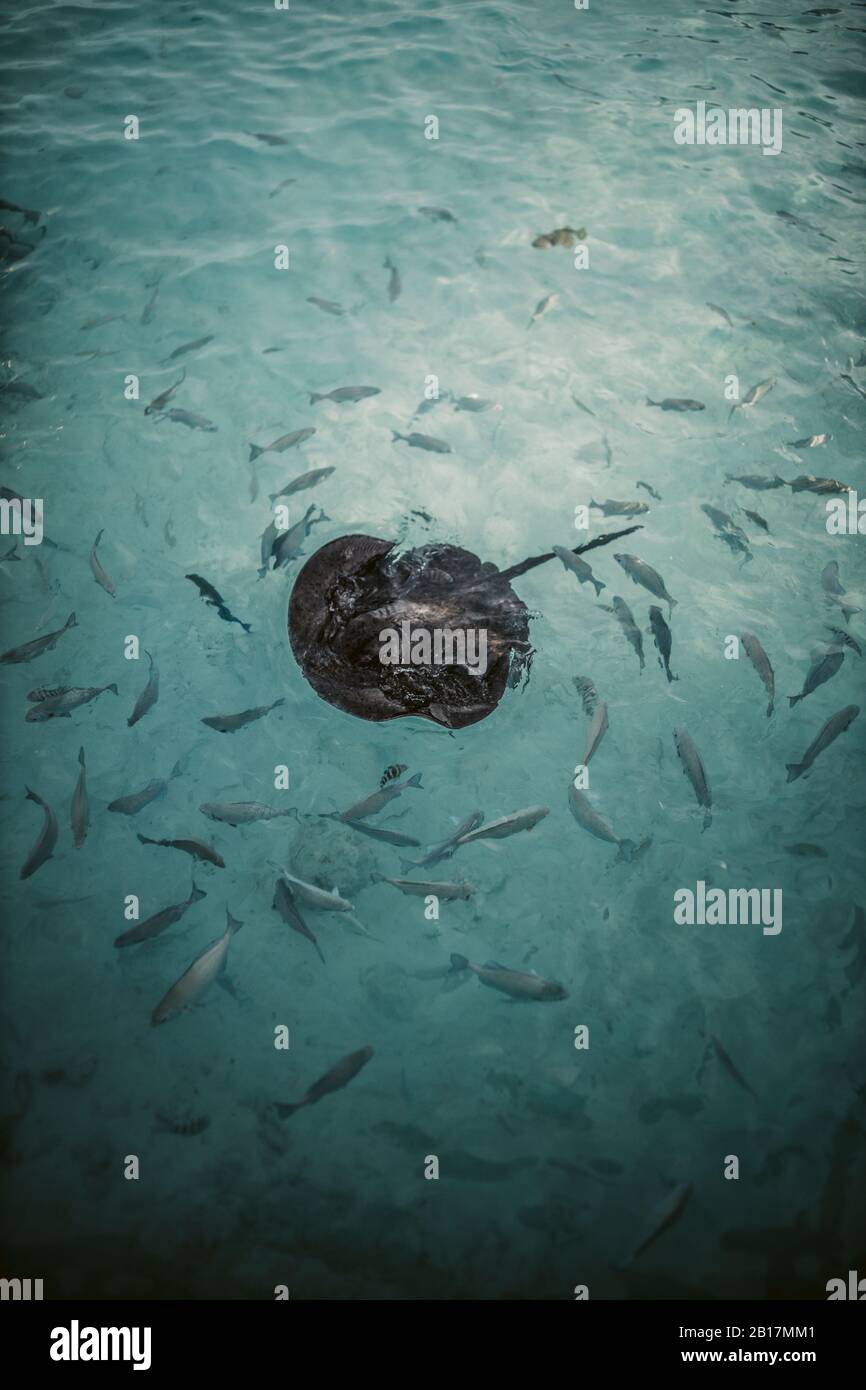 Indian ocean high sea fish school hi-res stock photography and images ...