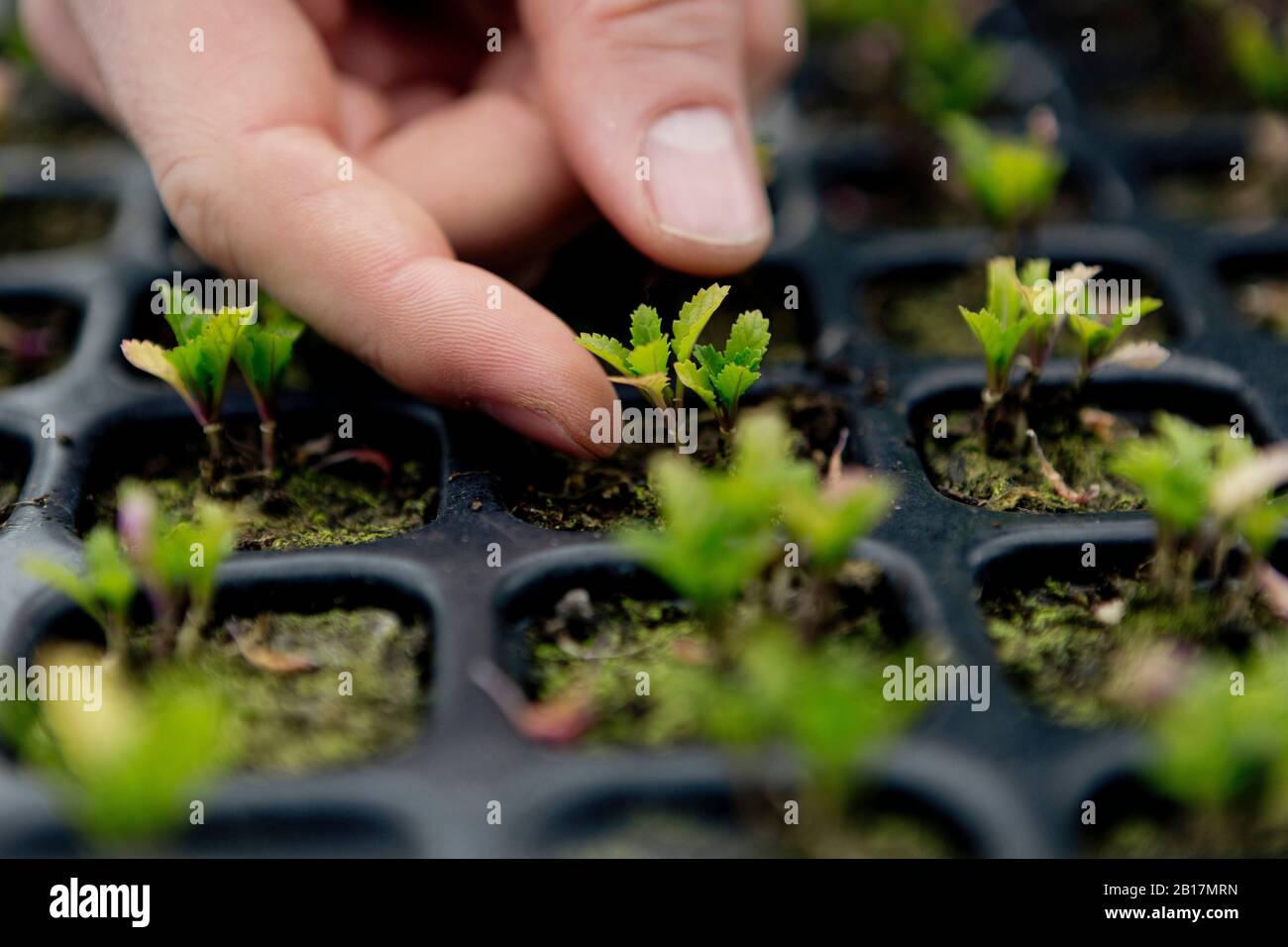 Seedling nursery hi-res stock photography and images - Alamy