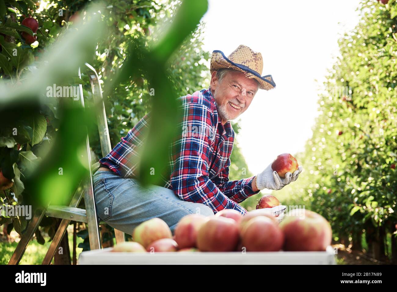 Fruit grower sitting in ladder, holding apple in his orchard Stock ...