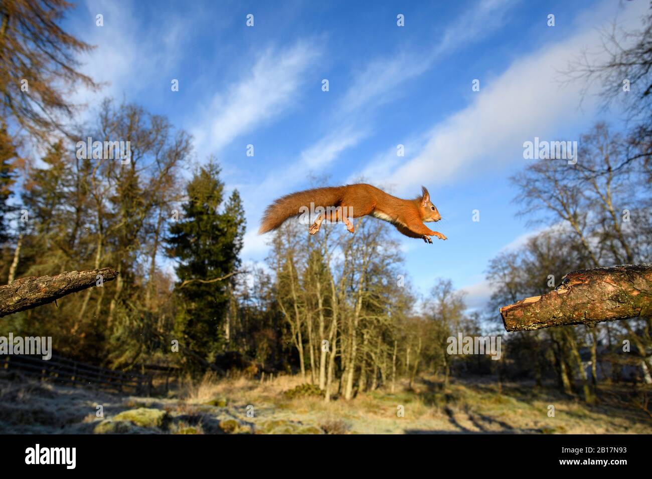 Red squirrel (sciurus vulgaris) uk jump hi-res stock photography and ...