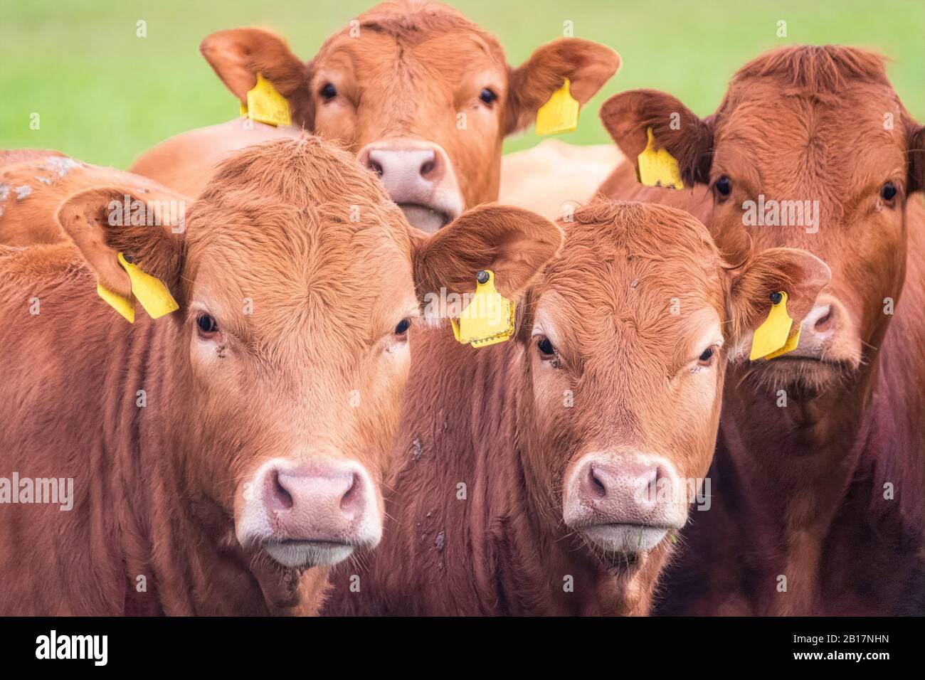 Scotland, Orkney, mainland, field of cattle (Bos Taurus Stock Photo - Alamy