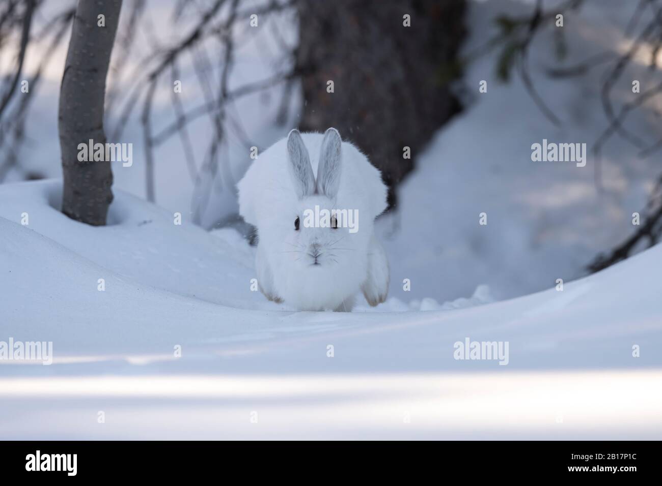 Rabbit running hi-res stock photography and images - Alamy