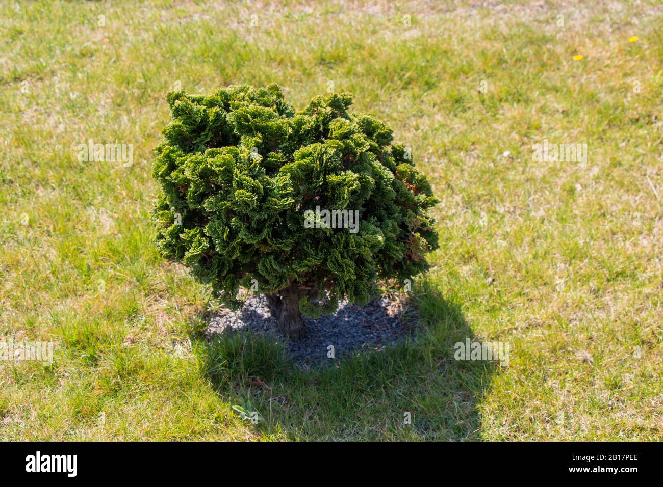Very young small oak tree in pine forest in summer hi-res stock ...