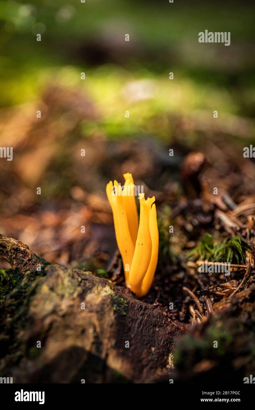 Goats beard mushroom hi-res stock photography and images - Alamy