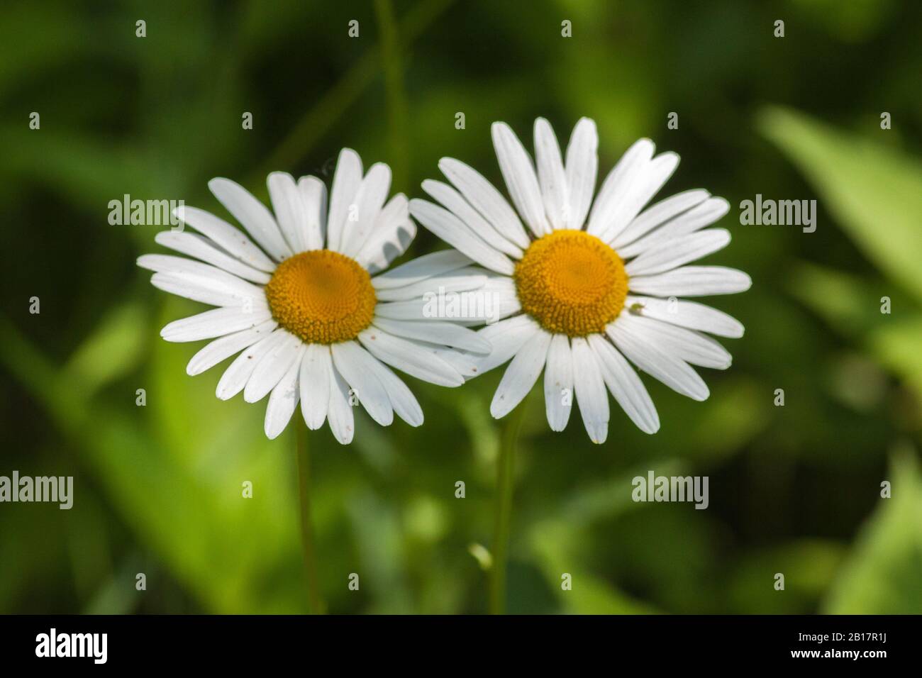Pair daisies hi-res stock photography and images - Alamy