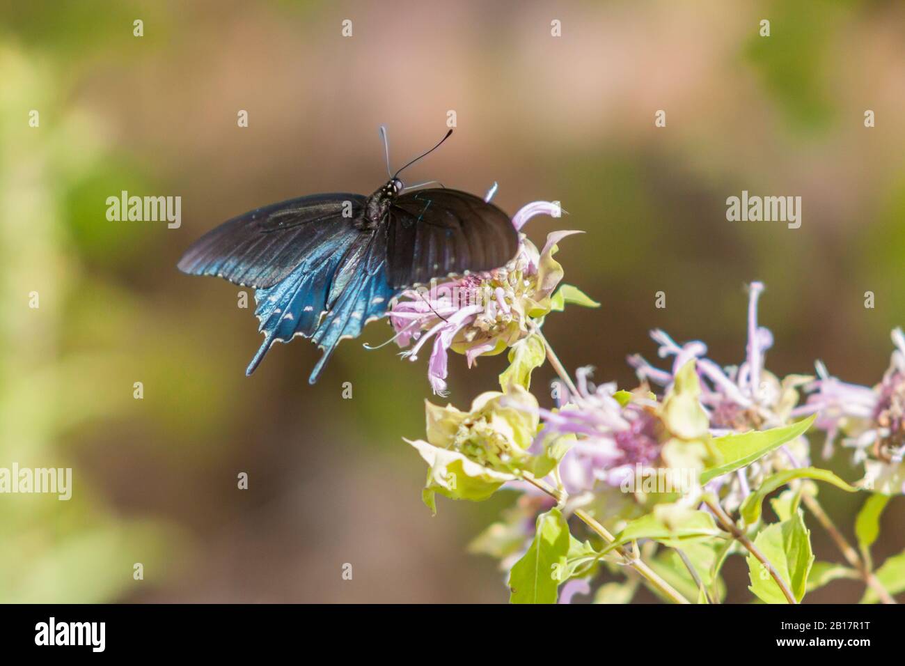 Missouri butterfly hi-res stock photography and images - Alamy
