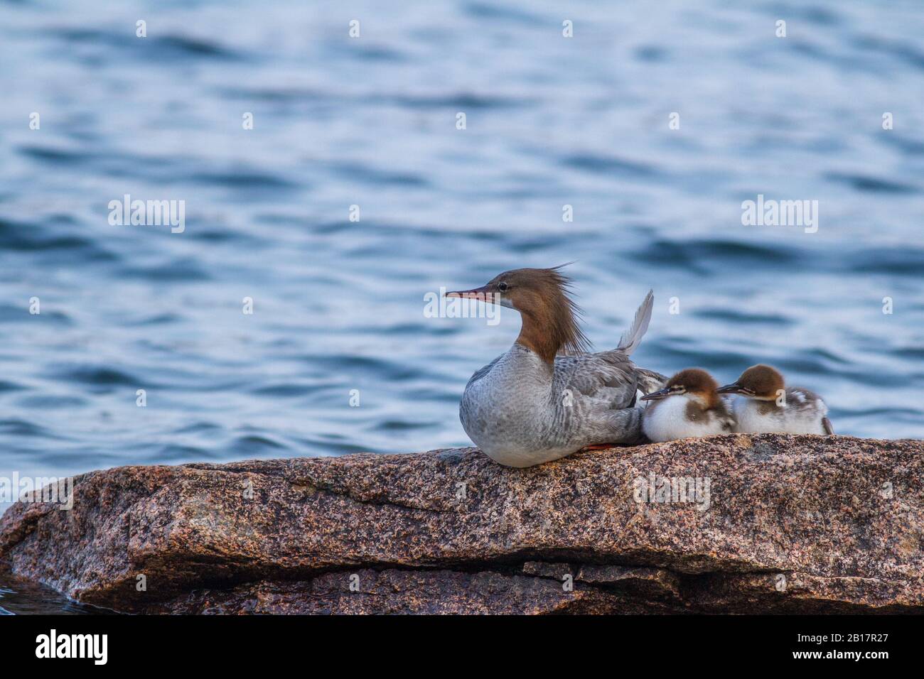 Common merganser and ducklings Stock Photo - Alamy
