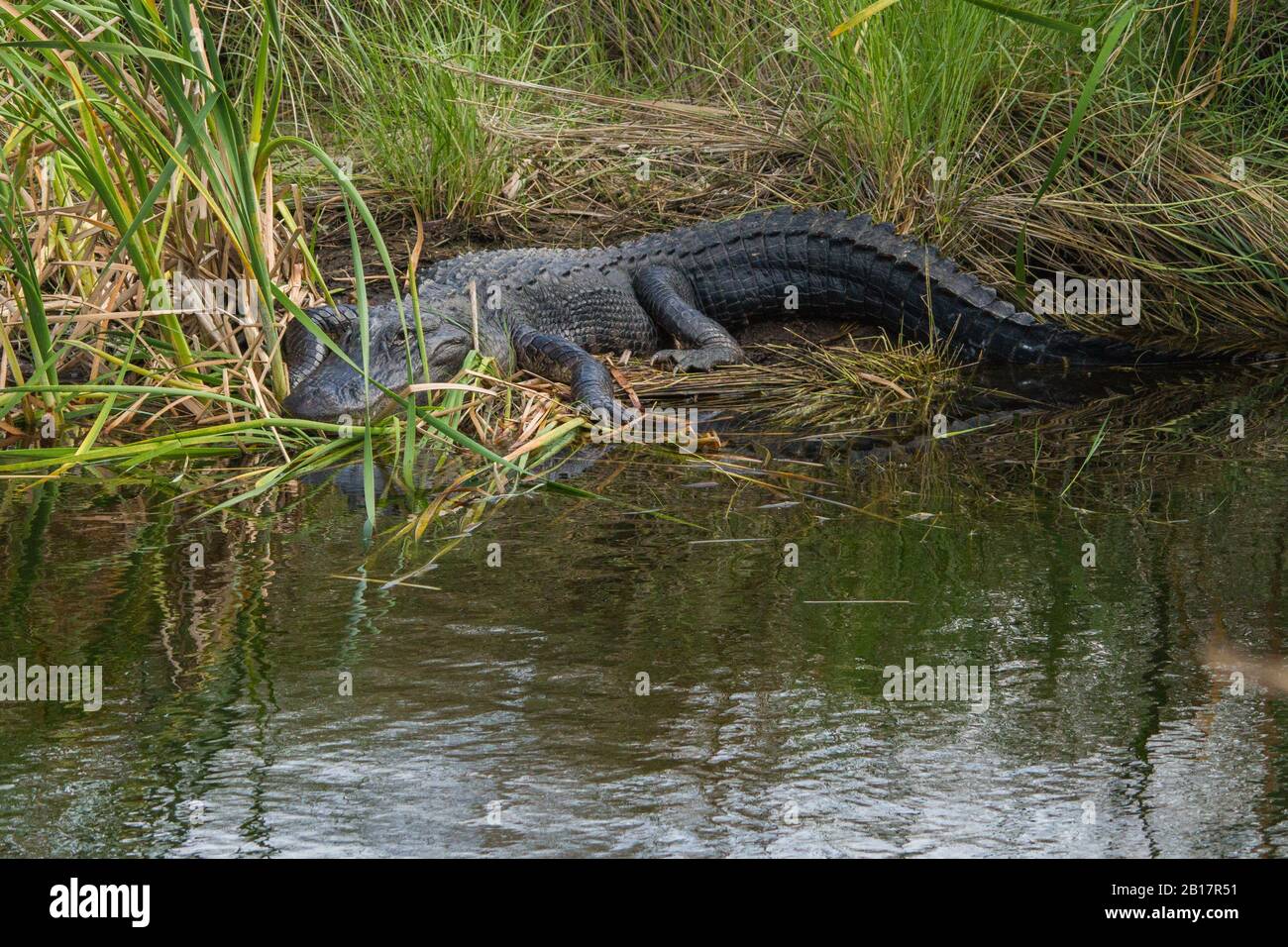 Alligator sunning himself Stock Photo - Alamy