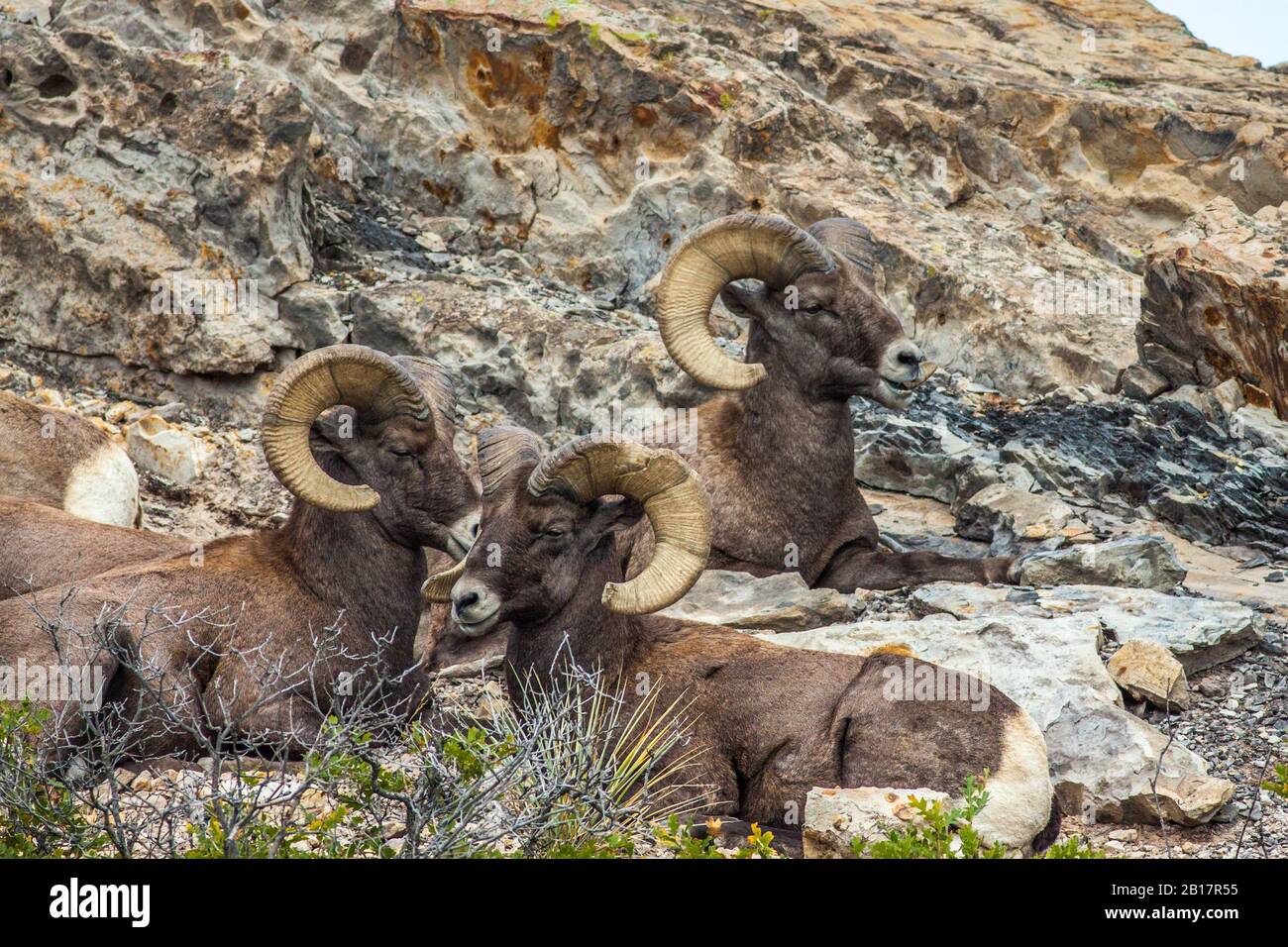 Group of rams hi-res stock photography and images - Alamy