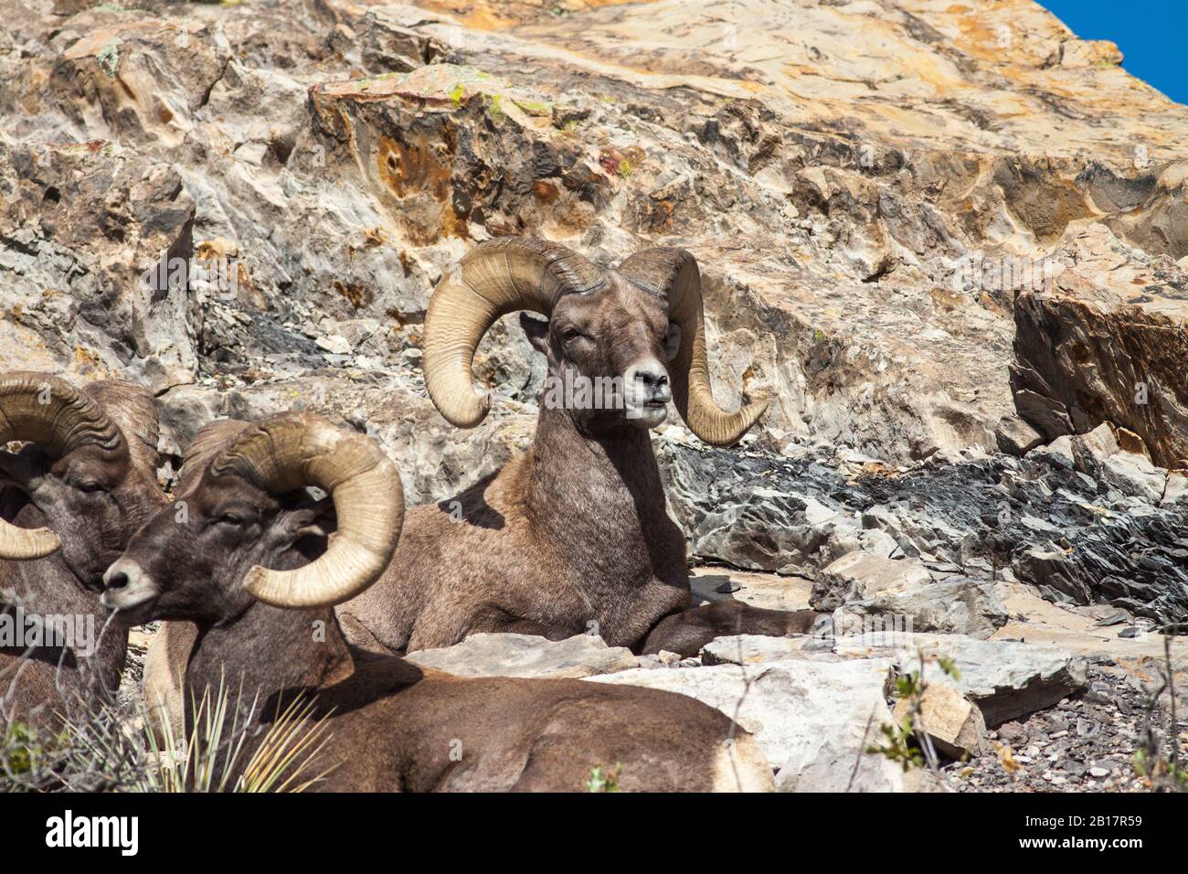 Colorado rams hi-res stock photography and images - Alamy
