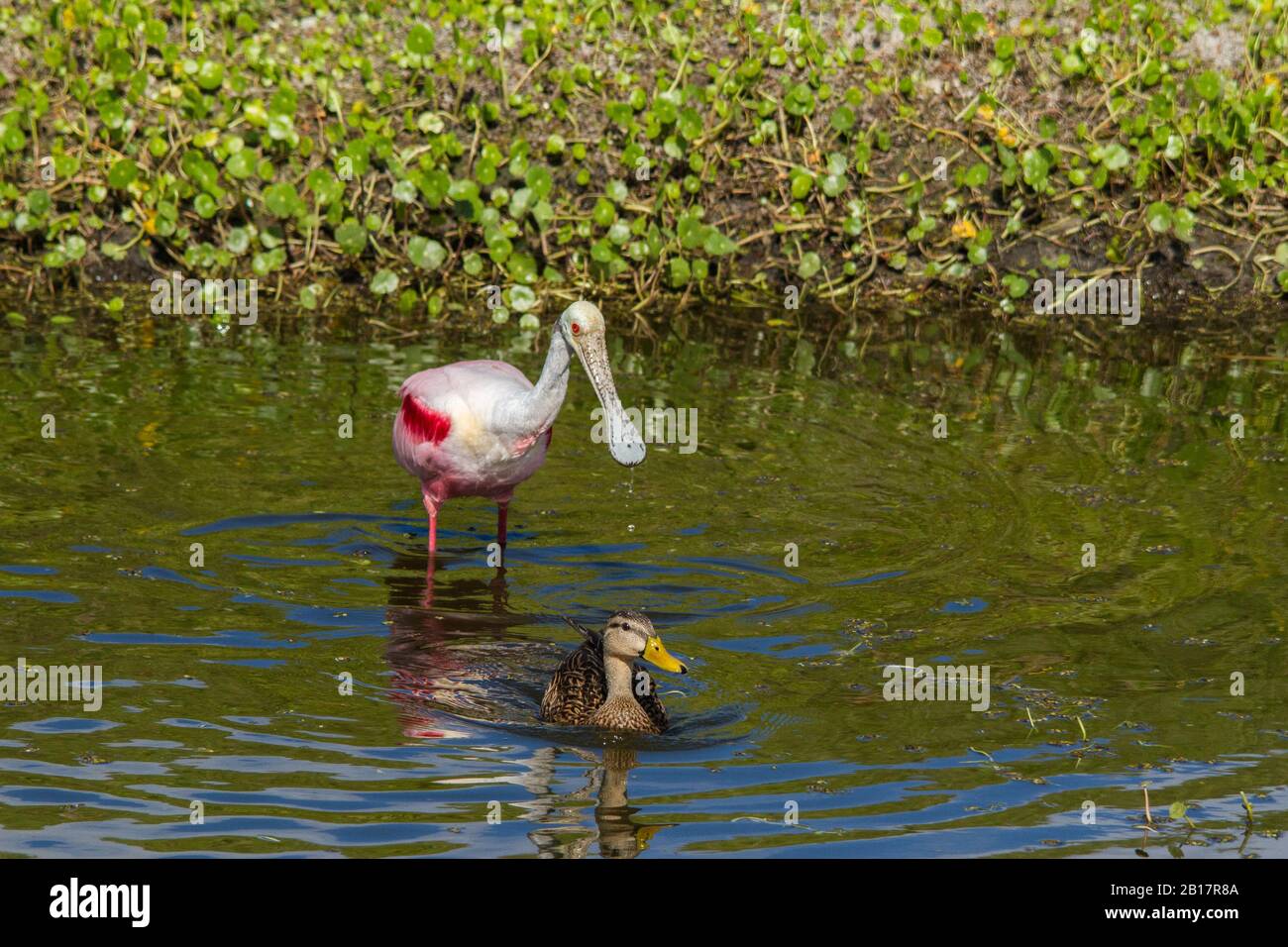 Pink duck hi-res stock photography and images - Alamy