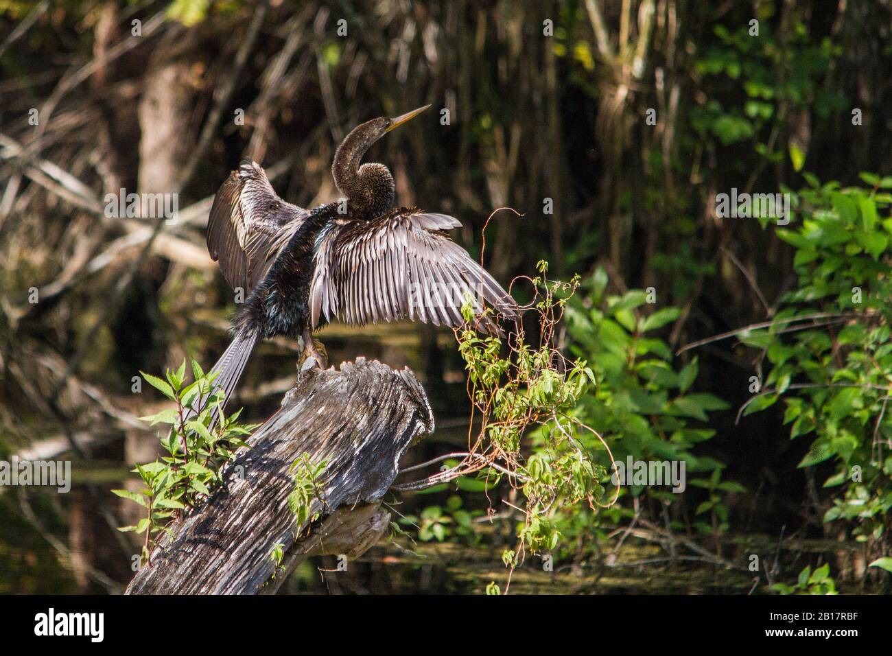 Anhinga drying his wings Stock Photo - Alamy
