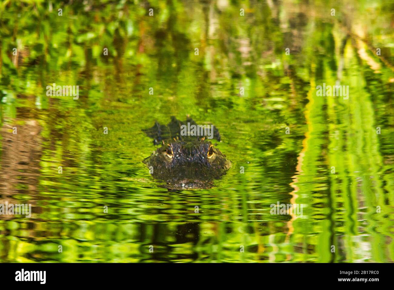 Alligator lurking in swamp Stock Photo - Alamy