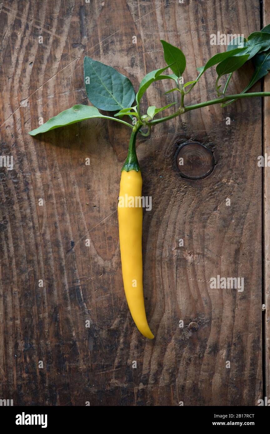 Yellow hot chili pepper hi-res stock photography and images - Alamy