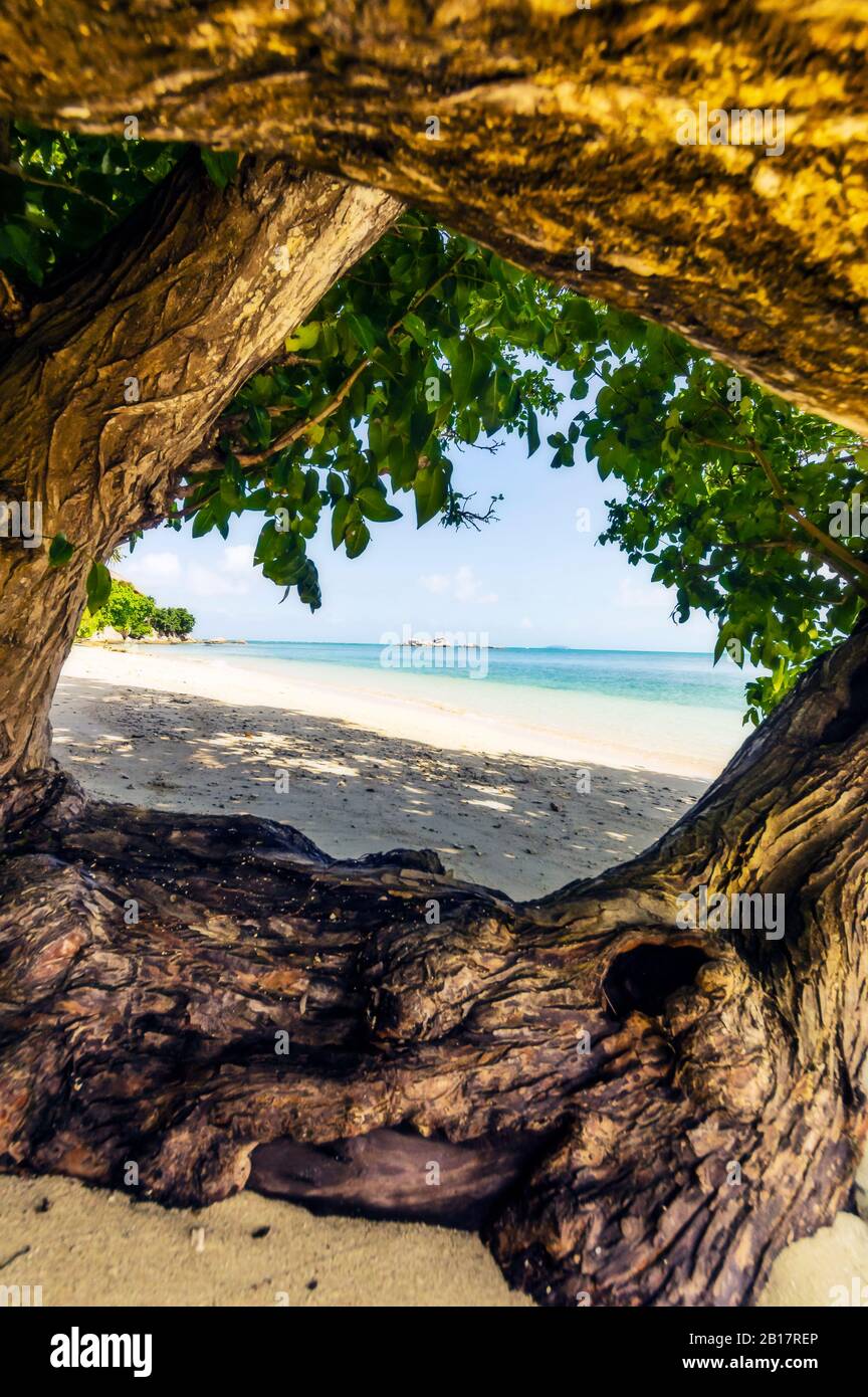 Trunks on the beach hi-res stock photography and images - Alamy