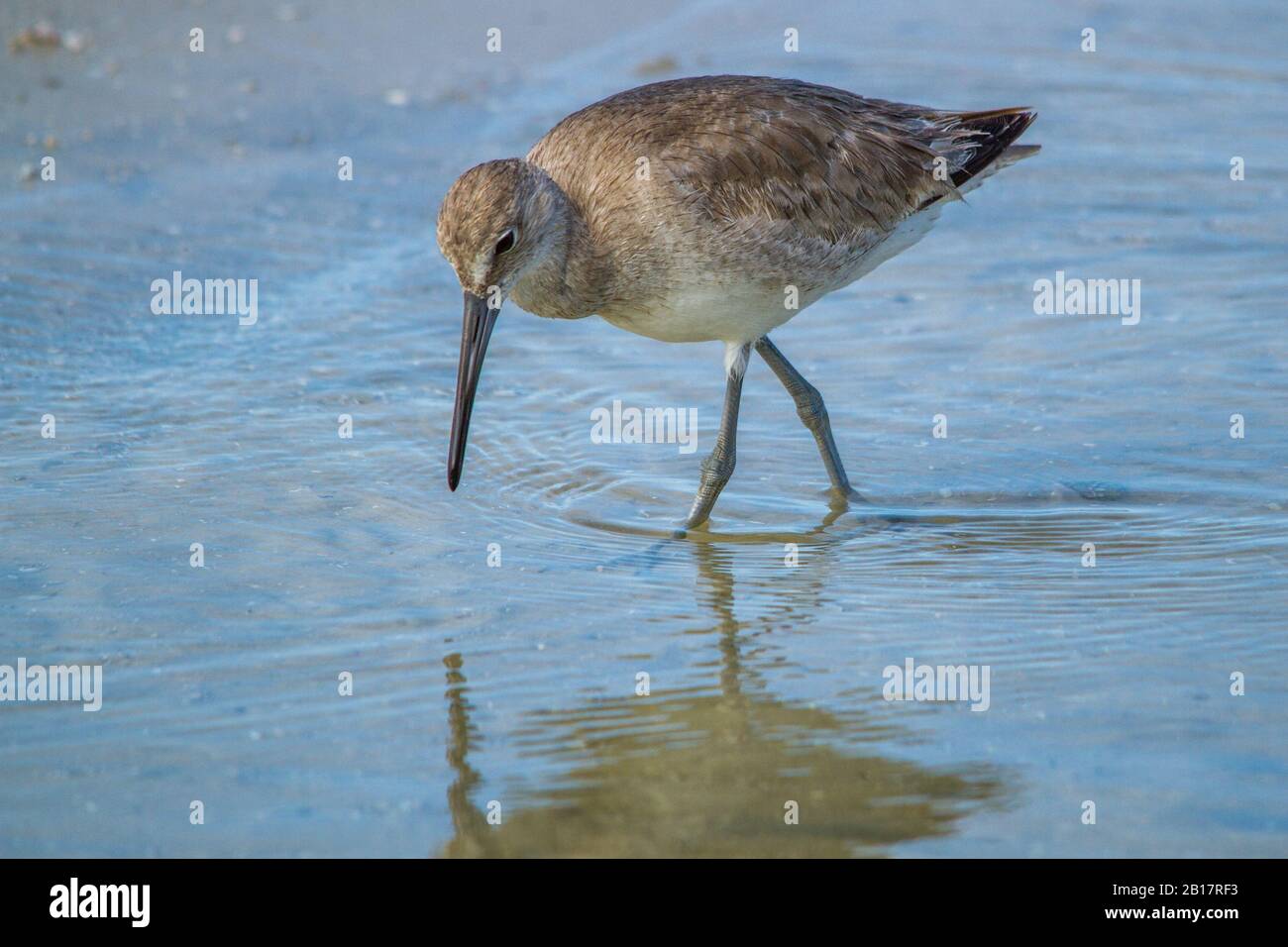 Willet shorebird hi-res stock photography and images - Alamy