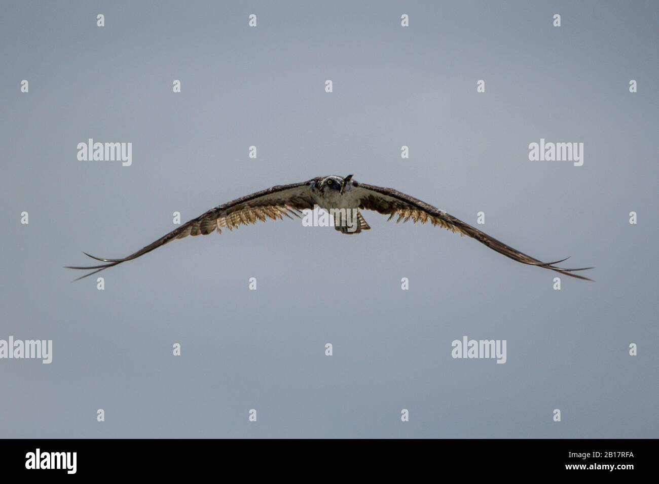 Osprey searching for fish Stock Photo - Alamy