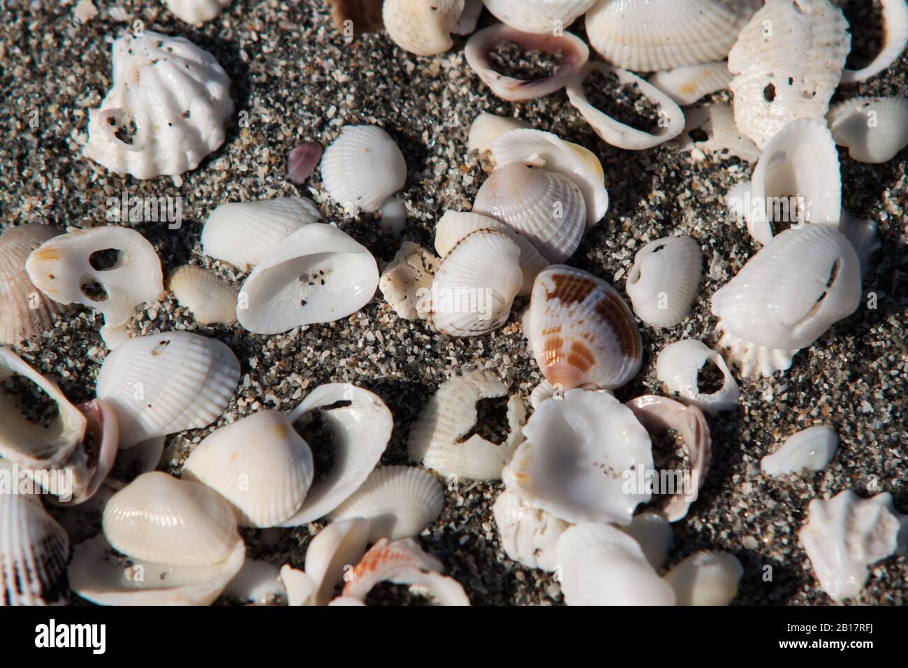 Seashore seashells hi-res stock photography and images - Alamy