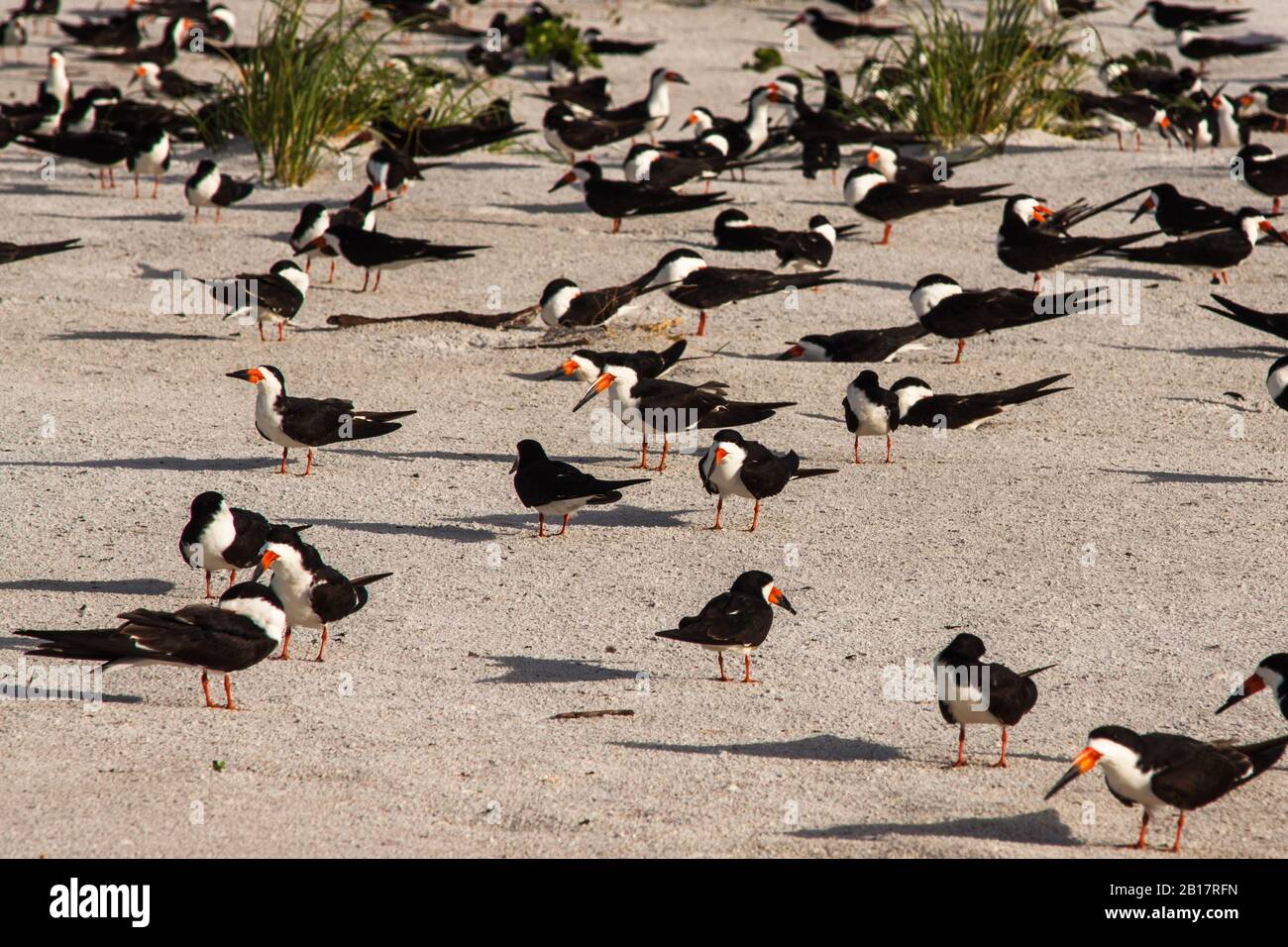 Black Skimmer nesting colony Stock Photo - Alamy