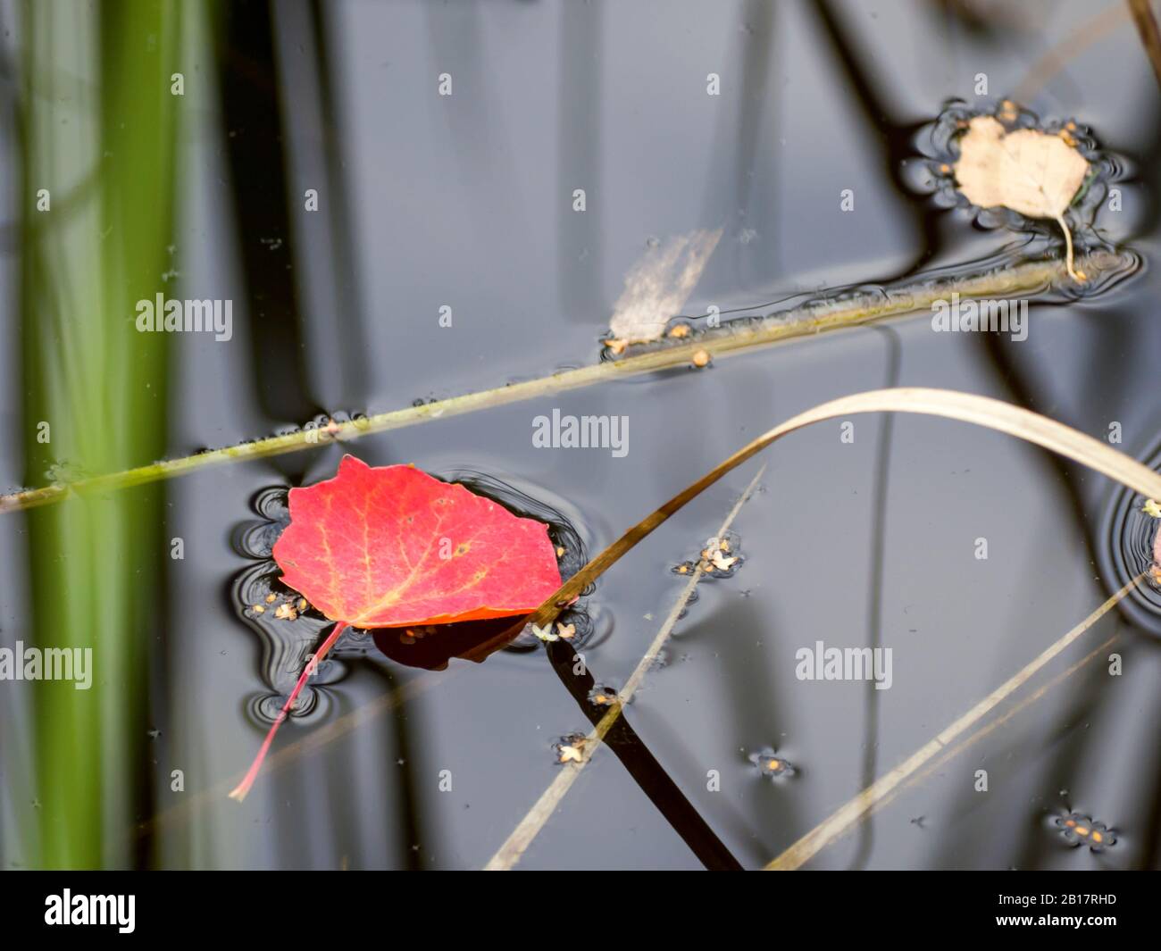 Floating leaf plant hi-res stock photography and images - Alamy