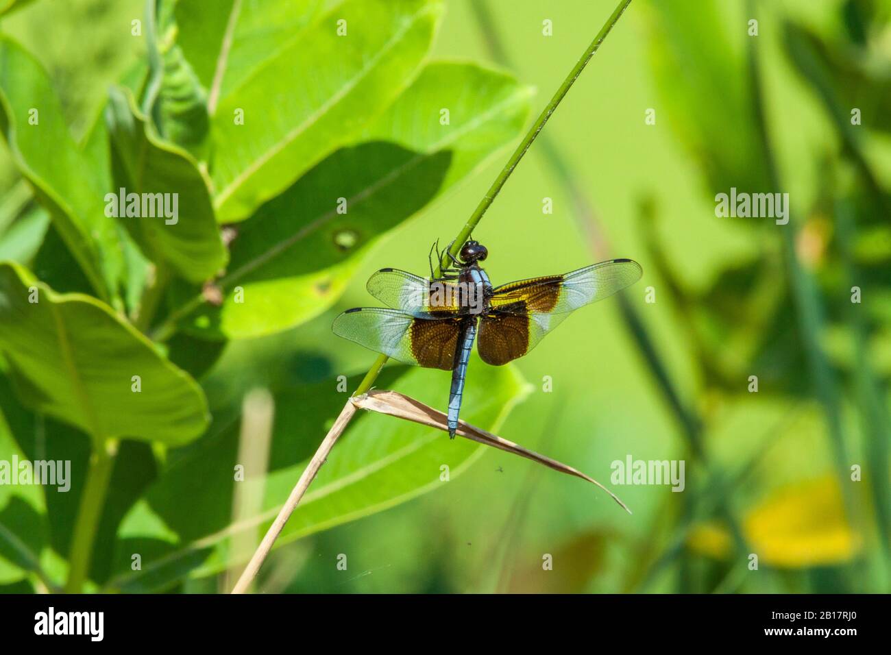 Dragonfly at rest Stock Photo - Alamy