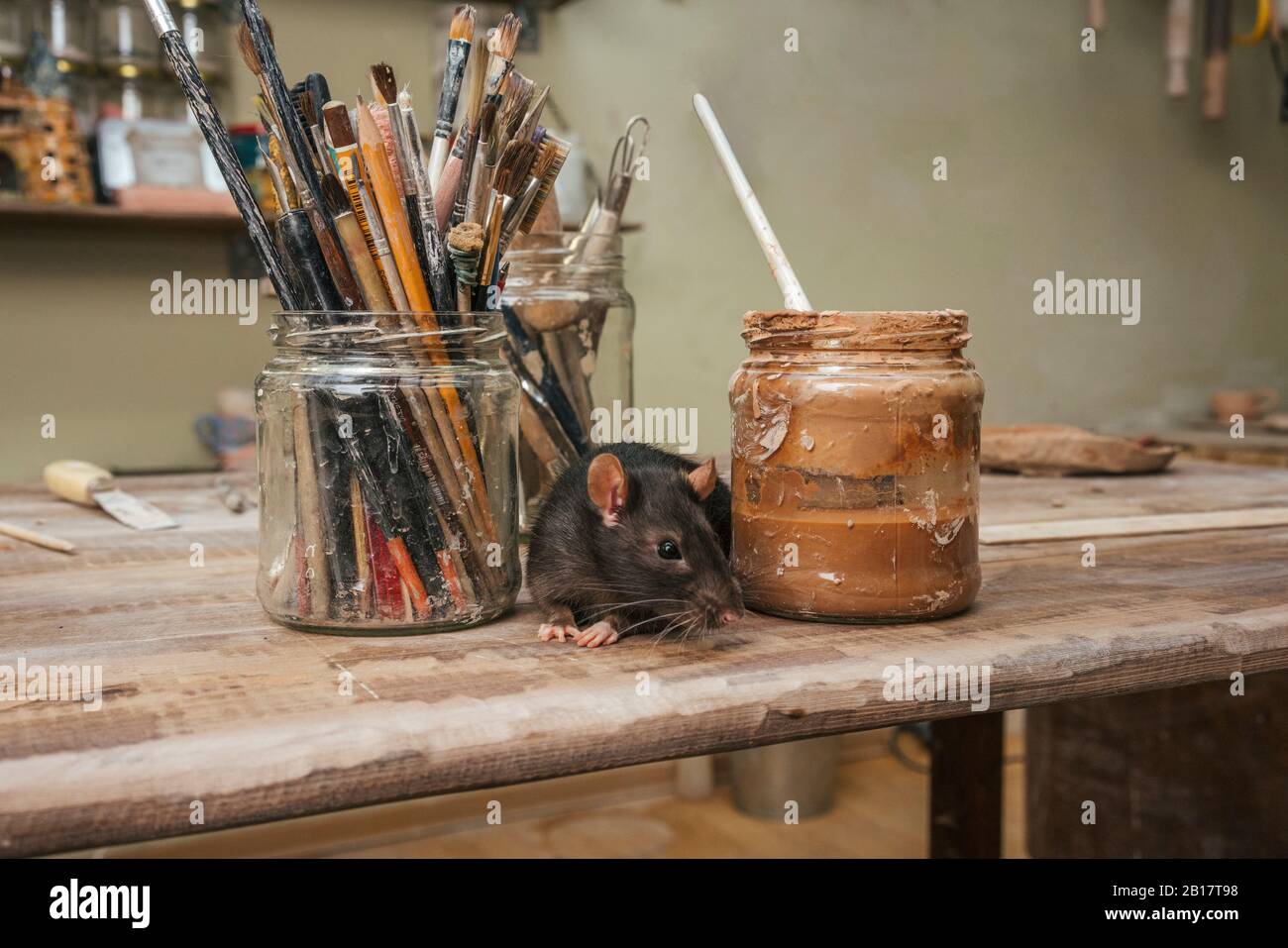Rat on workbench in a pottery Stock Photo - Alamy