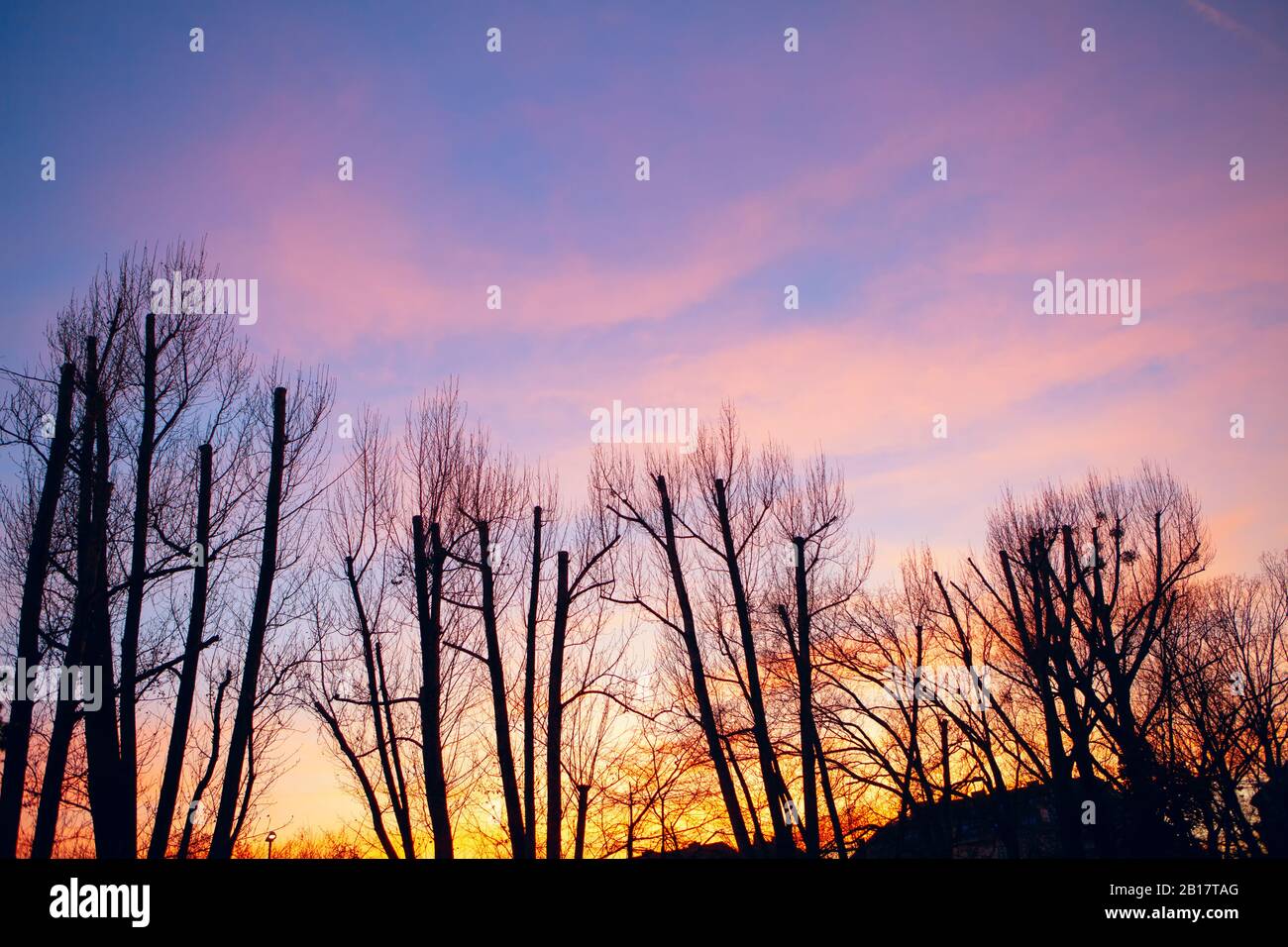 silhouettes of trees in the twilight Stock Photo - Alamy