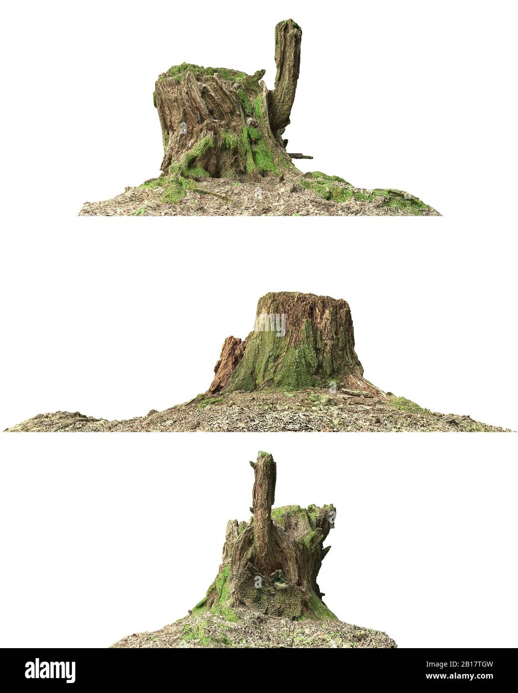 Withered old tree die hi-res stock photography and images - Alamy