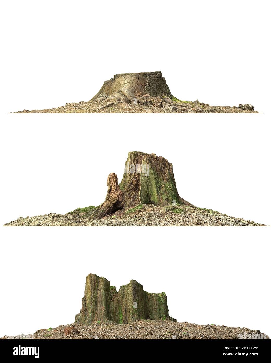 3d illustration stump dead tree isolated on white Stock Photo - Alamy