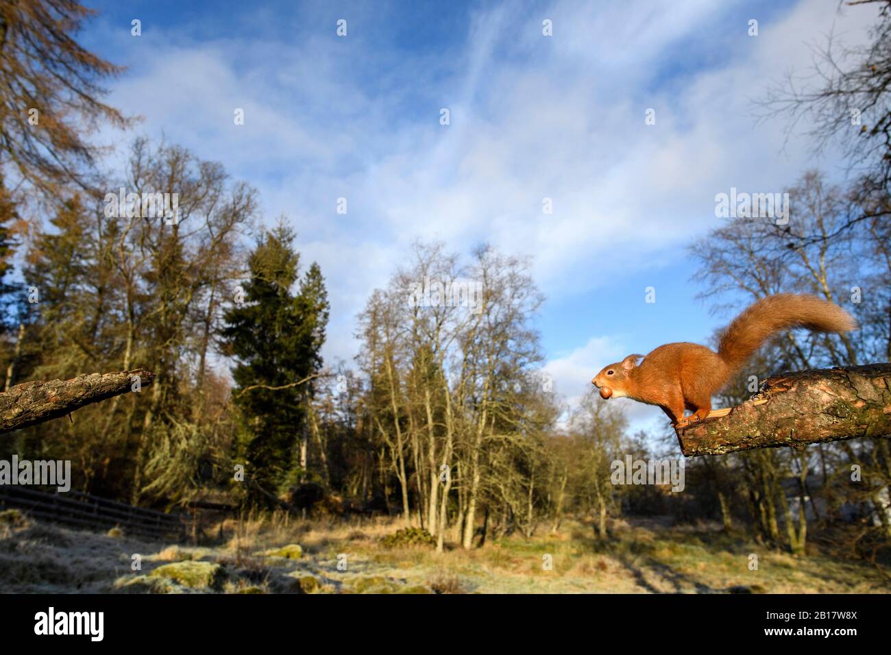 Eurasian red squirrel sciurus vulgaris right jumping between tree ...