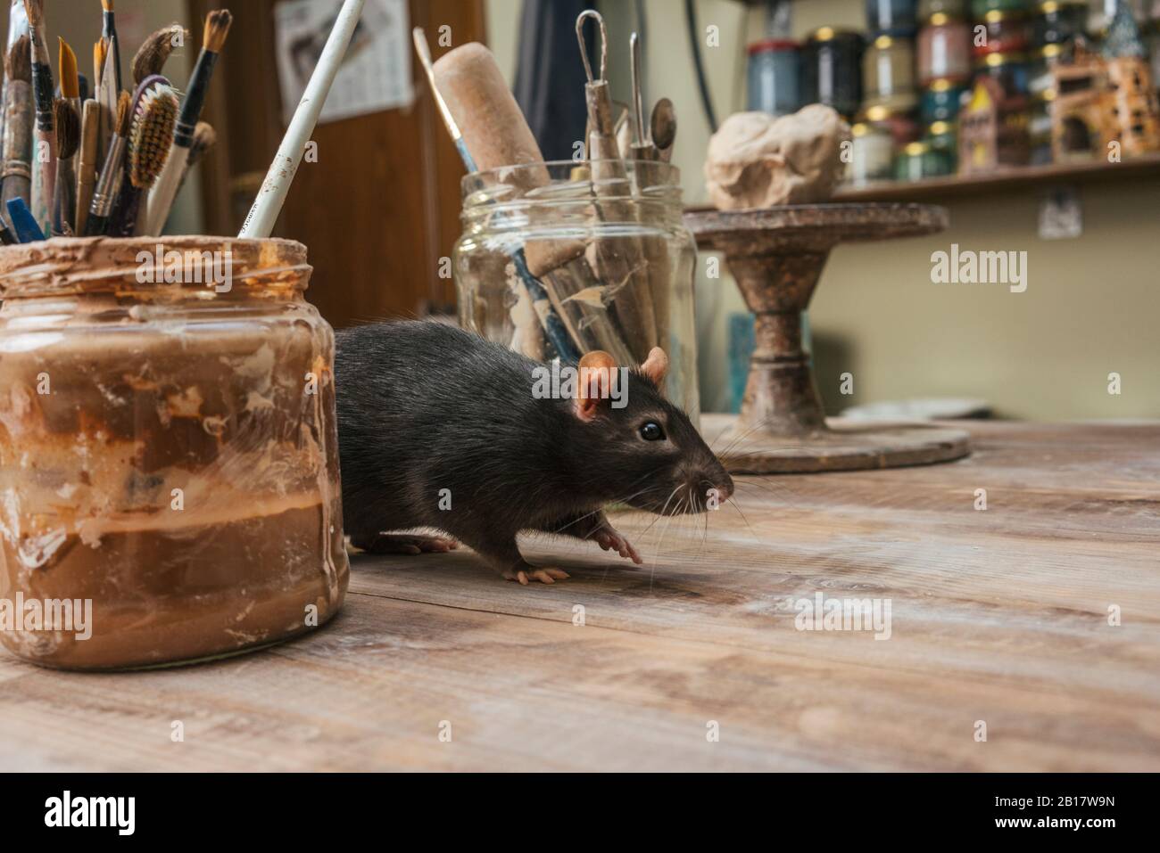 Rat on workbench in a pottery Stock Photo - Alamy