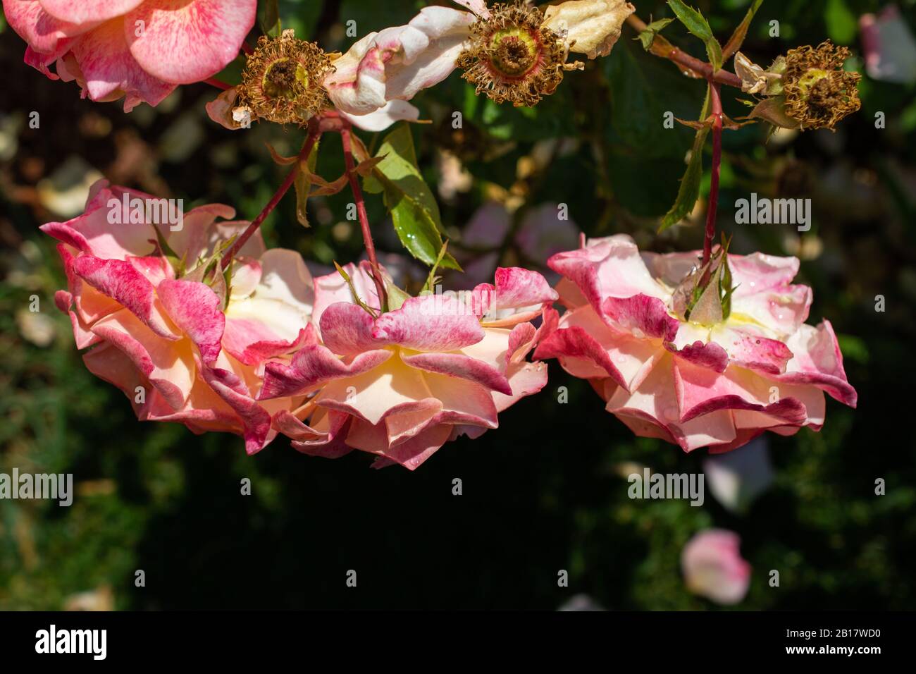 Pink roses in a botanical park in Istanbul on display Stock Photo - Alamy